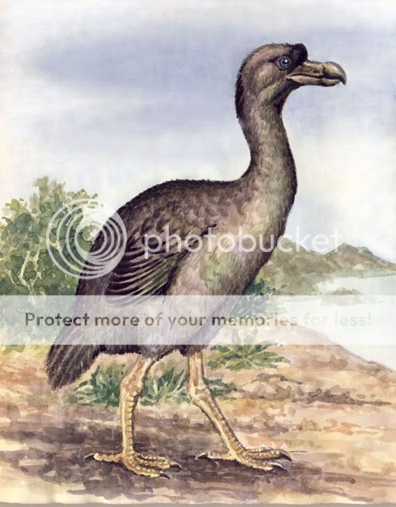 Rodrigues solitaire - Alchetron, The Free Social Encyclopedia