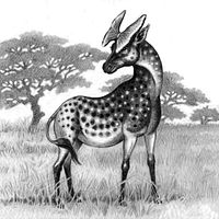 Climacoceratidae Animated Gifs | Photobucket