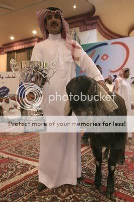 The Most Beautiful Goat in the World